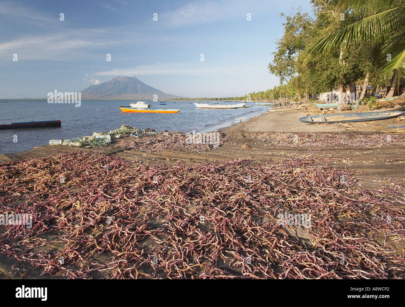 Seaweed Drying In The Sun Stock Photo - Alamy