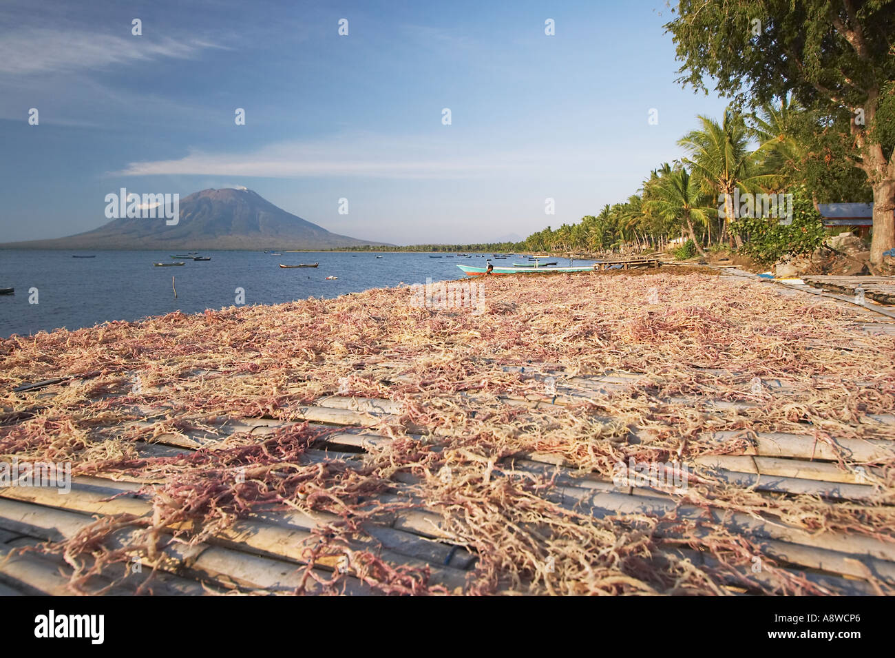 Seaweed Drying In The Sun Stock Photo - Alamy