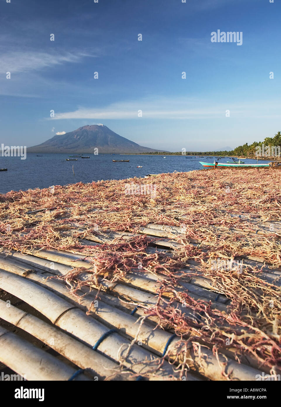 Seaweed Drying In The Sun Stock Photo - Alamy