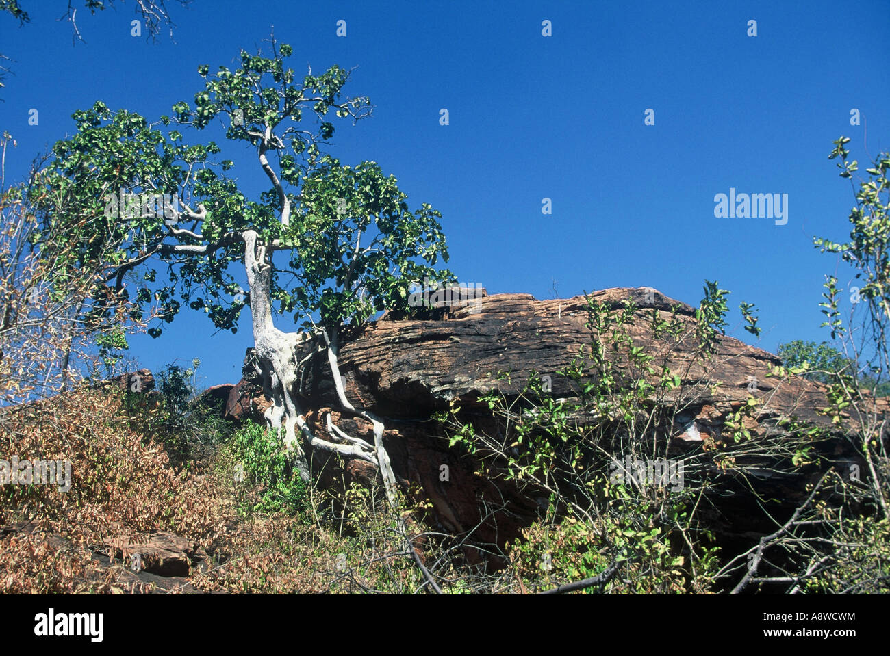 Onion skin weathering hi-res stock photography and images - Alamy