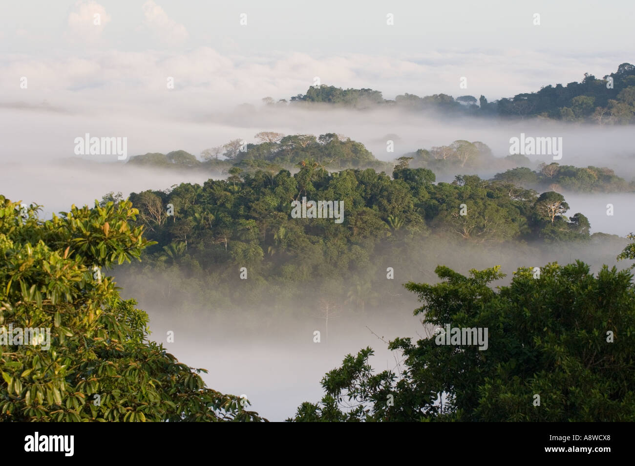 Lowland tropical rainforest at dawn Soberiana NP Panama Central America ...