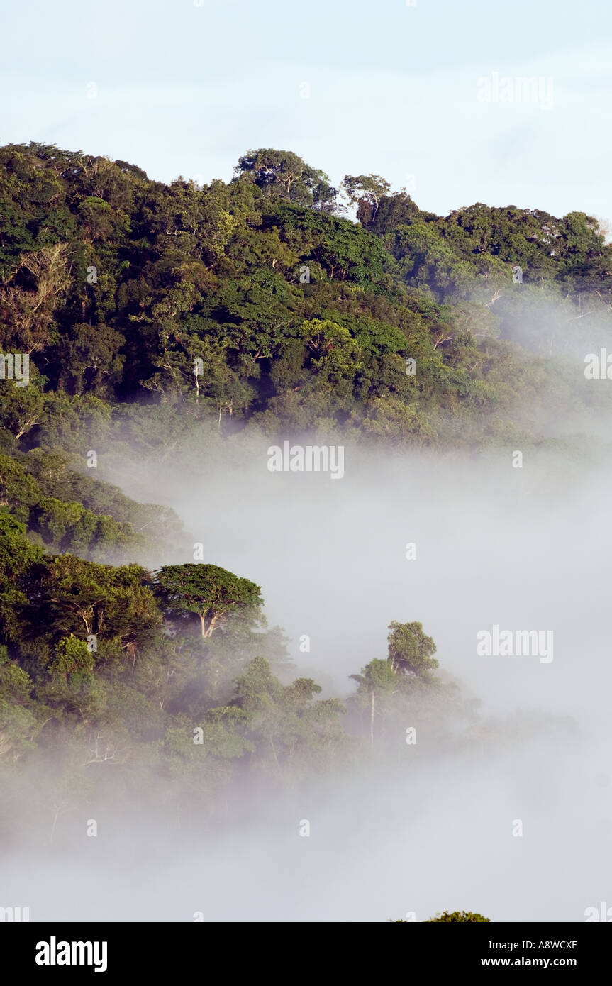 Lowland tropical rainforest at dawn Soberiana NP Panama Central America ...