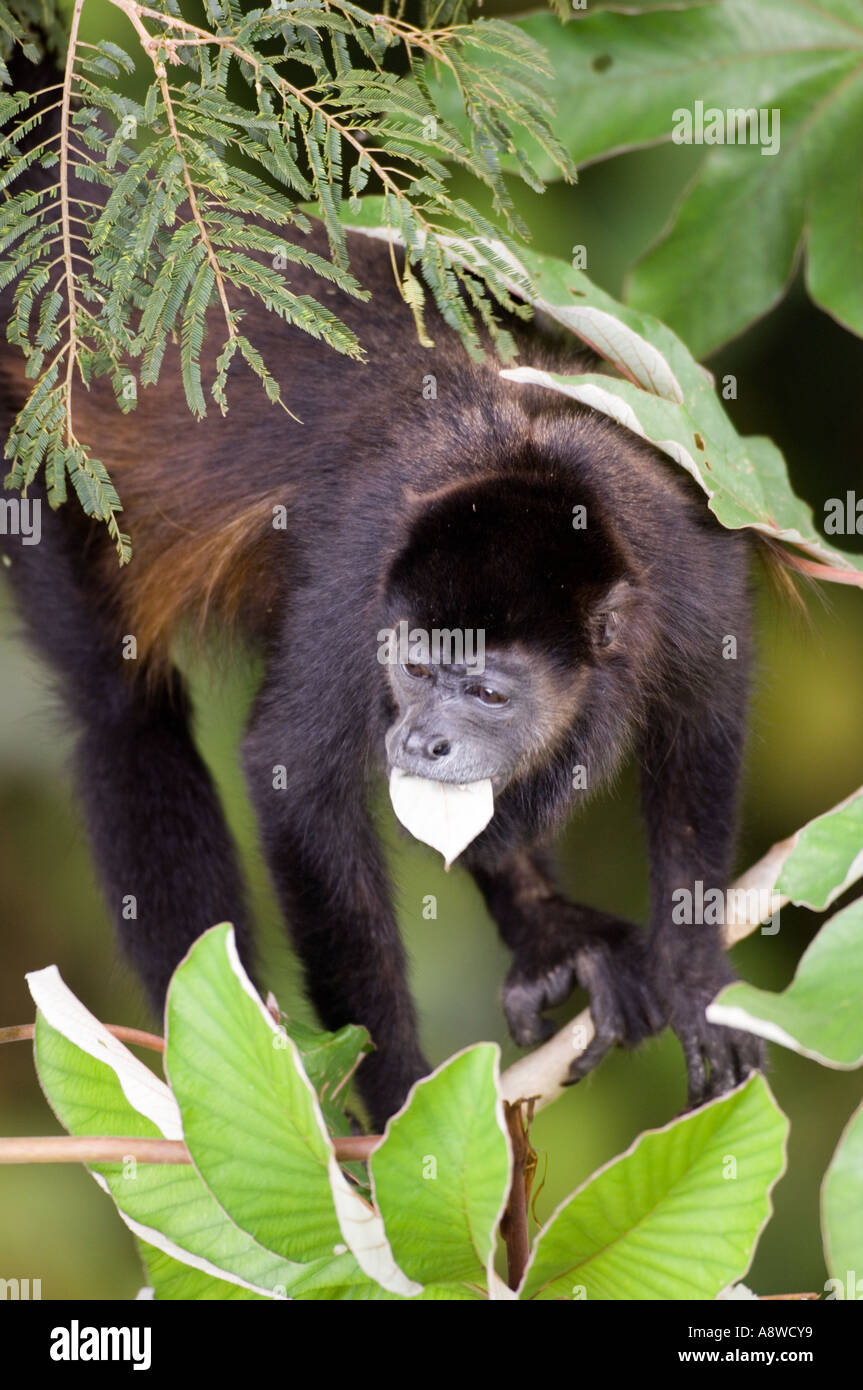Black-mantled Howler Monkey feeding in tree canopy Soberiana NP Panama ...