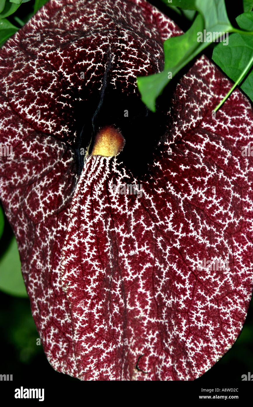 Red And White Flower of a Birthwort Stock Photo - Alamy