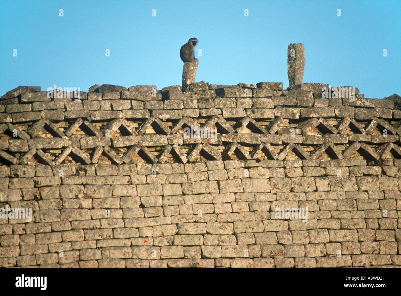 Vervet above the chevron patterns Stock Photo - Alamy