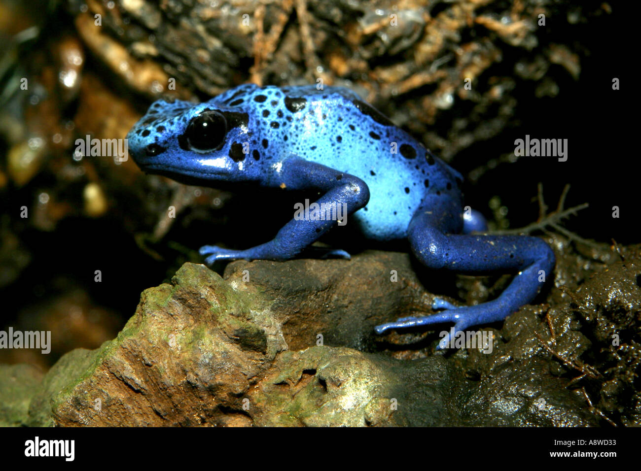 Blue Poison Arrow Frog Stock Photo - Alamy