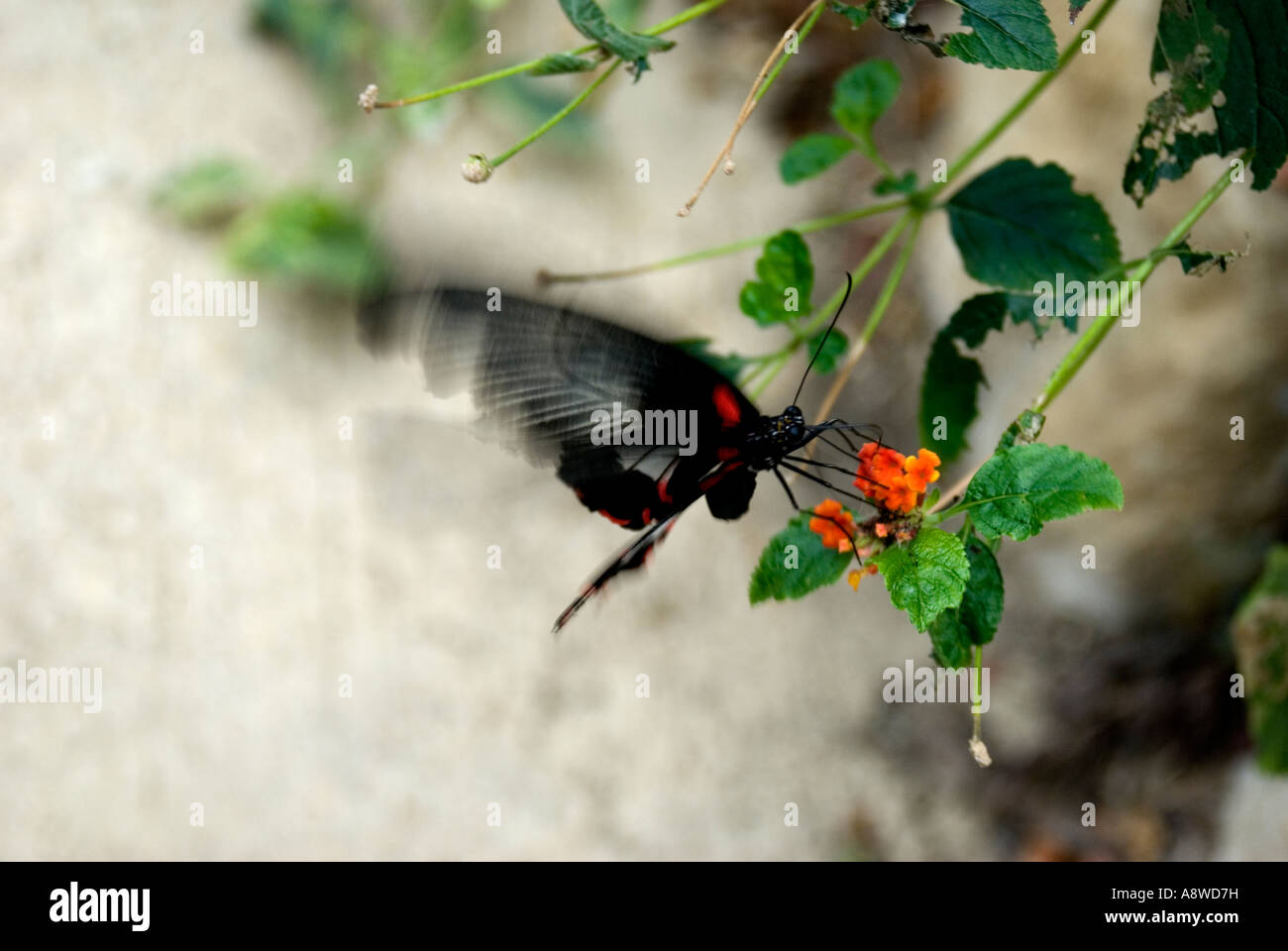 Moving butterfly hovers over flower Stock Photo - Alamy