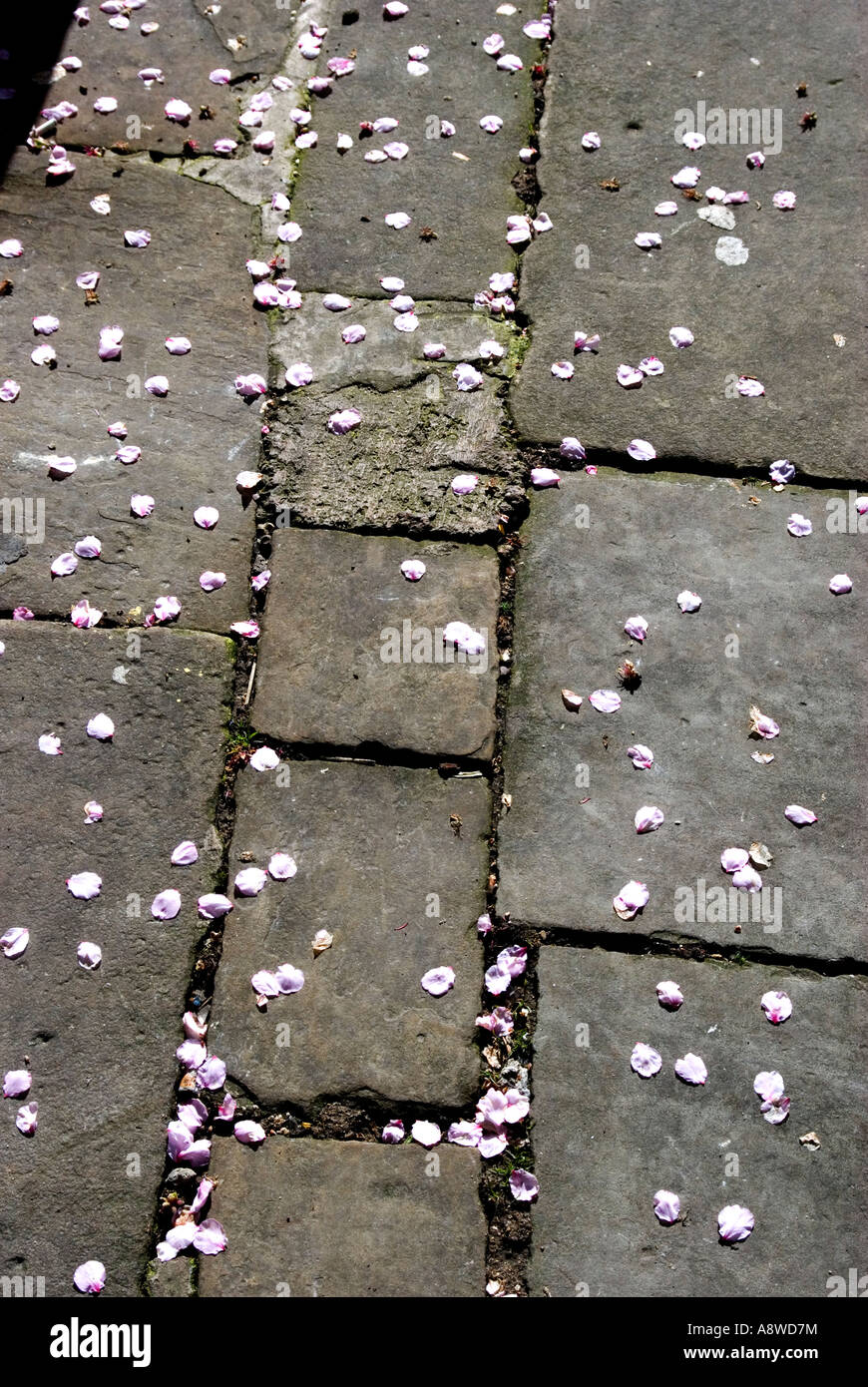 Pink cherry blossom petals scattered the pavement Stock Photo - Alamy