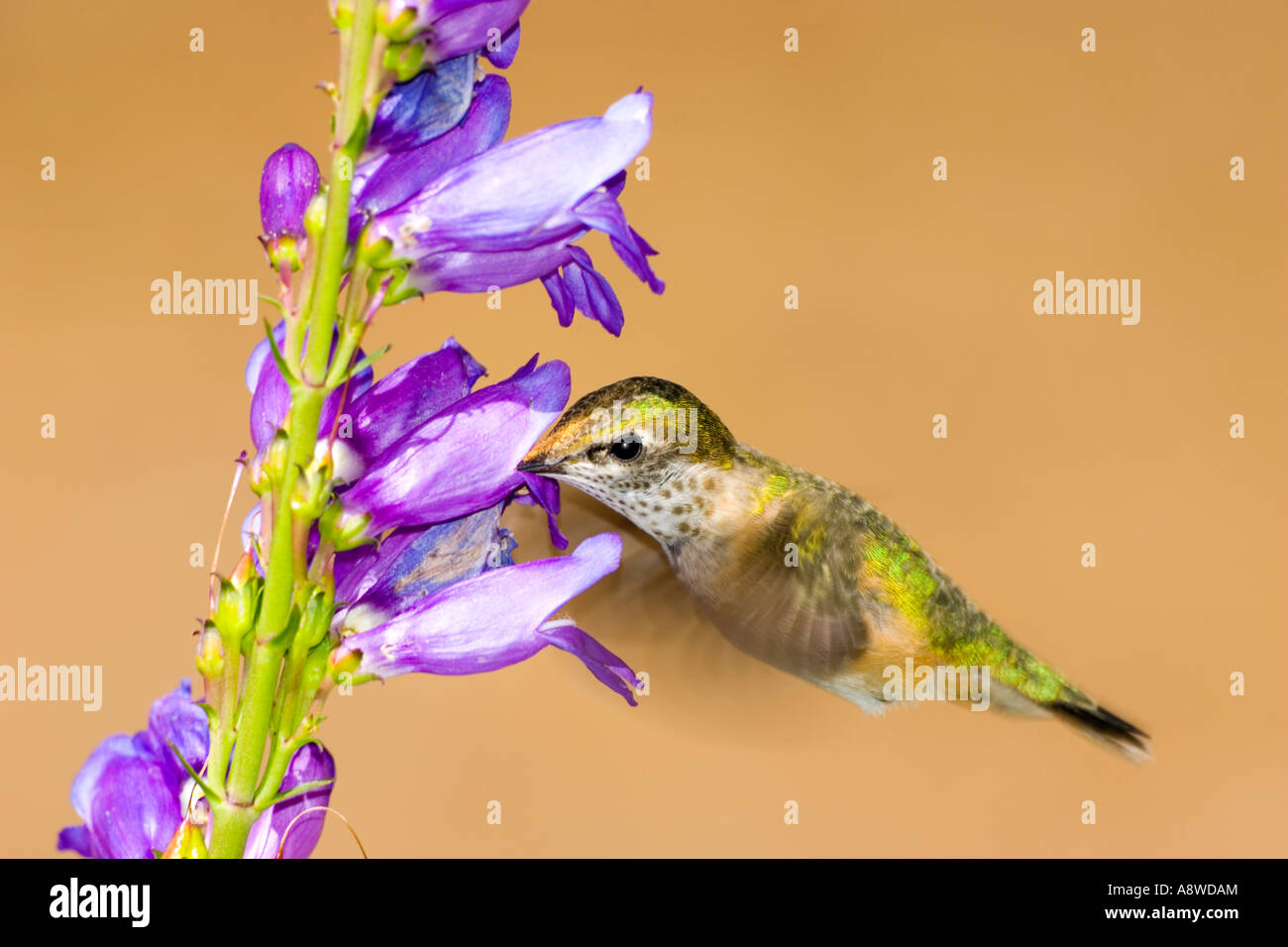 Female Rufous Hummingbird, (Selasphorus rufus) in Leadville, CO garden ...