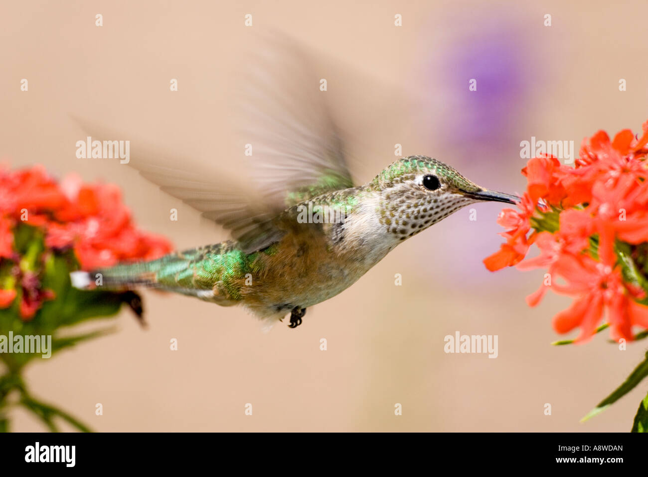 Female Rufous Hummingbird, (Selasphorus rufus) in Leadville, CO garden ...