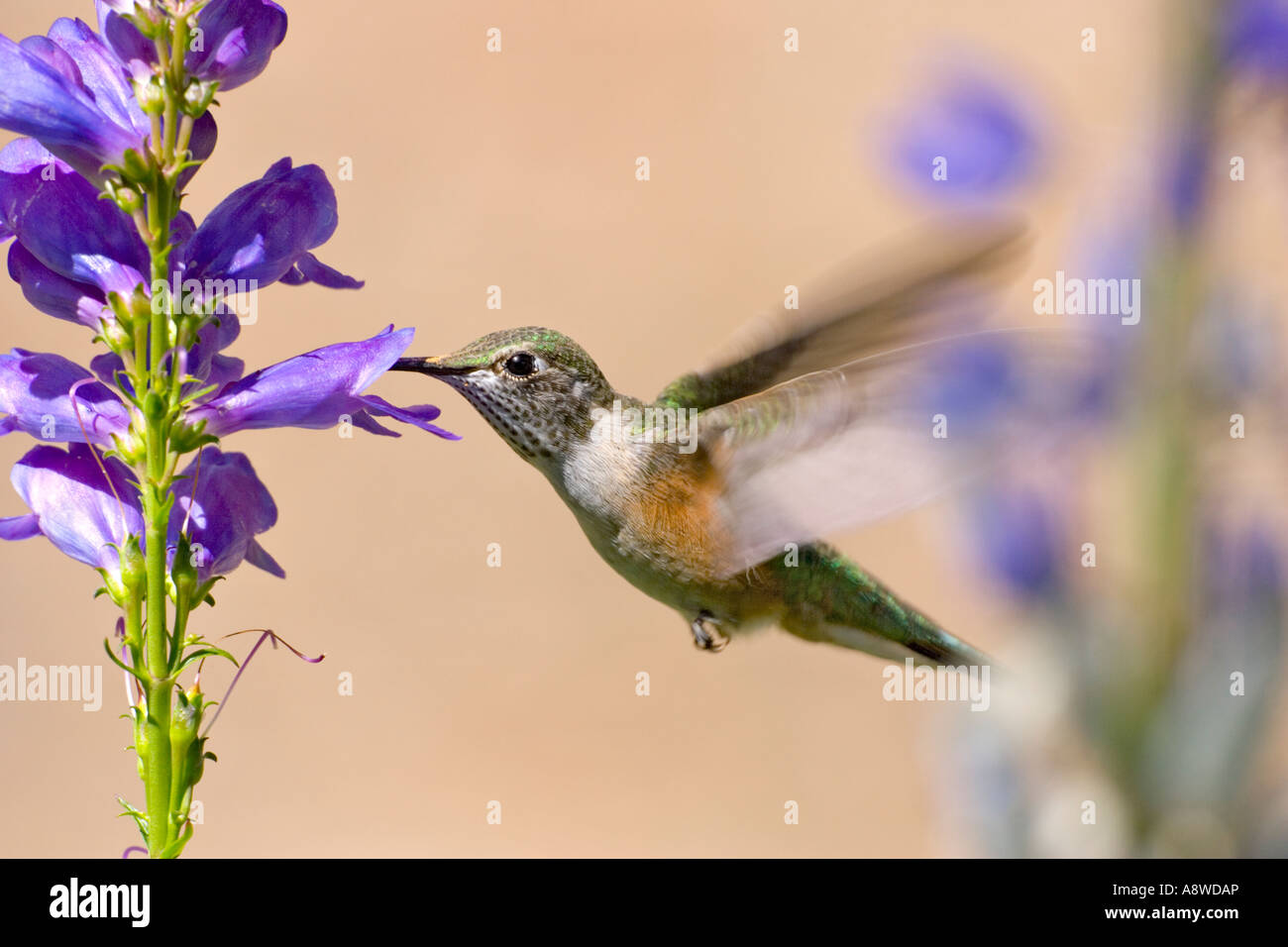 Female Rufous Hummingbird, (Selasphorus rufus) in Leadville, CO garden ...