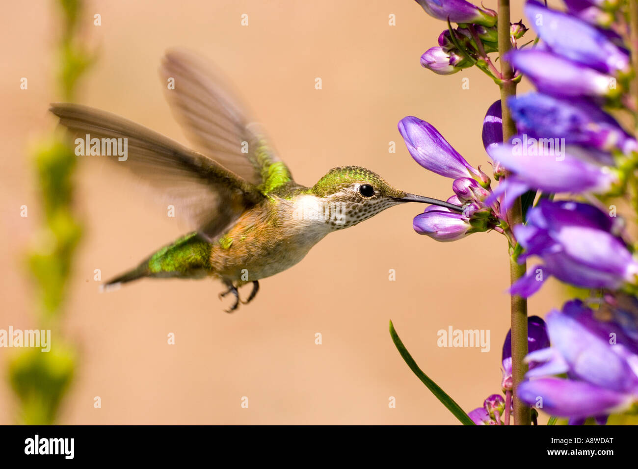 Female Rufous Hummingbird, (Selasphorus rufus) in Leadville, CO garden ...