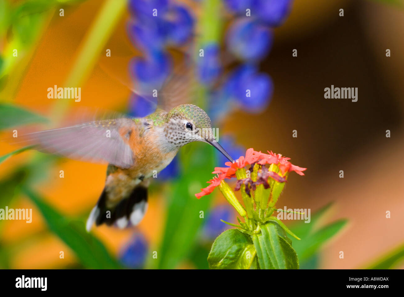Female Rufous Hummingbird, (Selasphorus rufus) in Leadville, CO garden ...