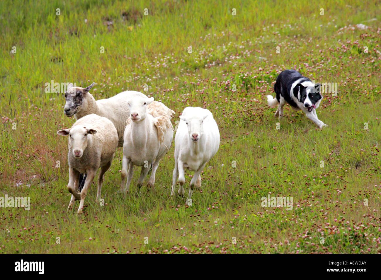 Sheep dog herding in exhibition, Copper Mountain, CO Stock Photo - Alamy