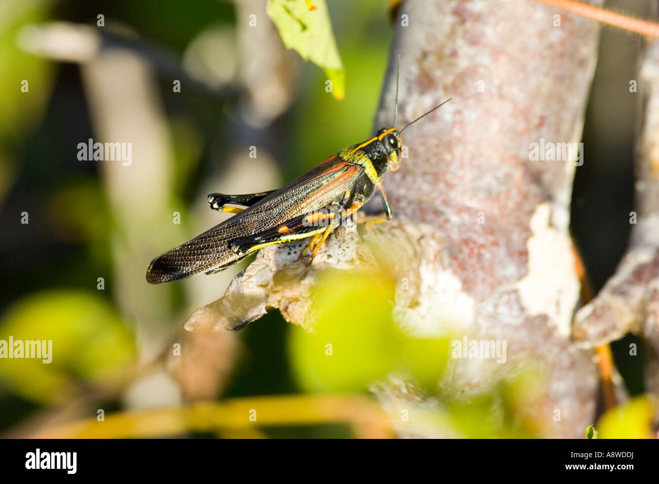 Large Painted Locust (schistocerca melanocera) Galapagos islands Stock ...