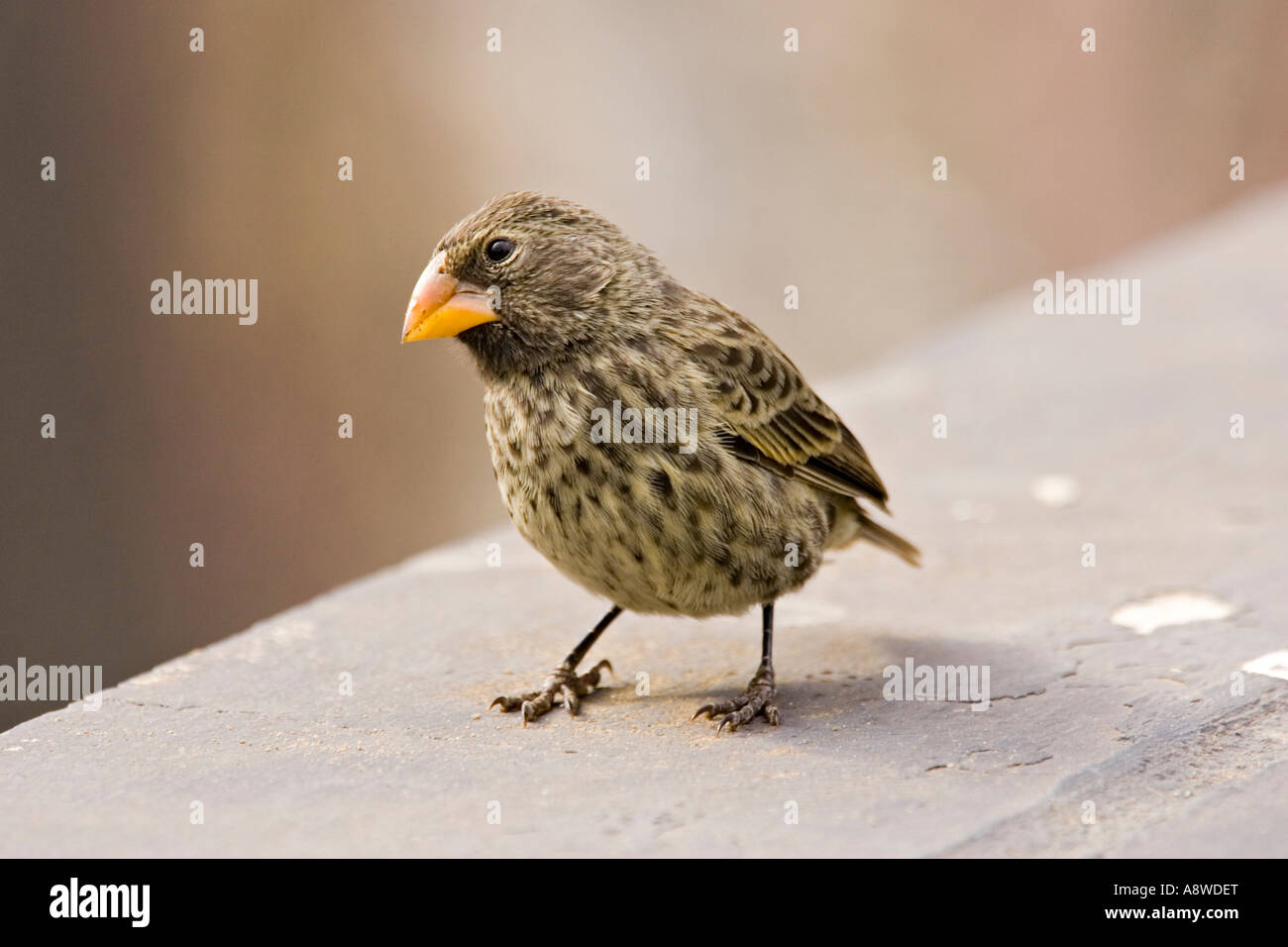 Darwin Finch on Isabella Island, Galapagos, Ecuador Stock Photo - Alamy