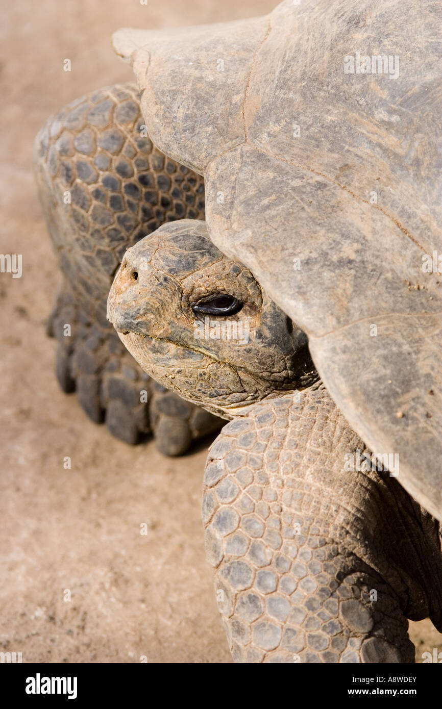 Giant Galapagos Tortoise (Geochelone elephantopus) Isabella Island ...