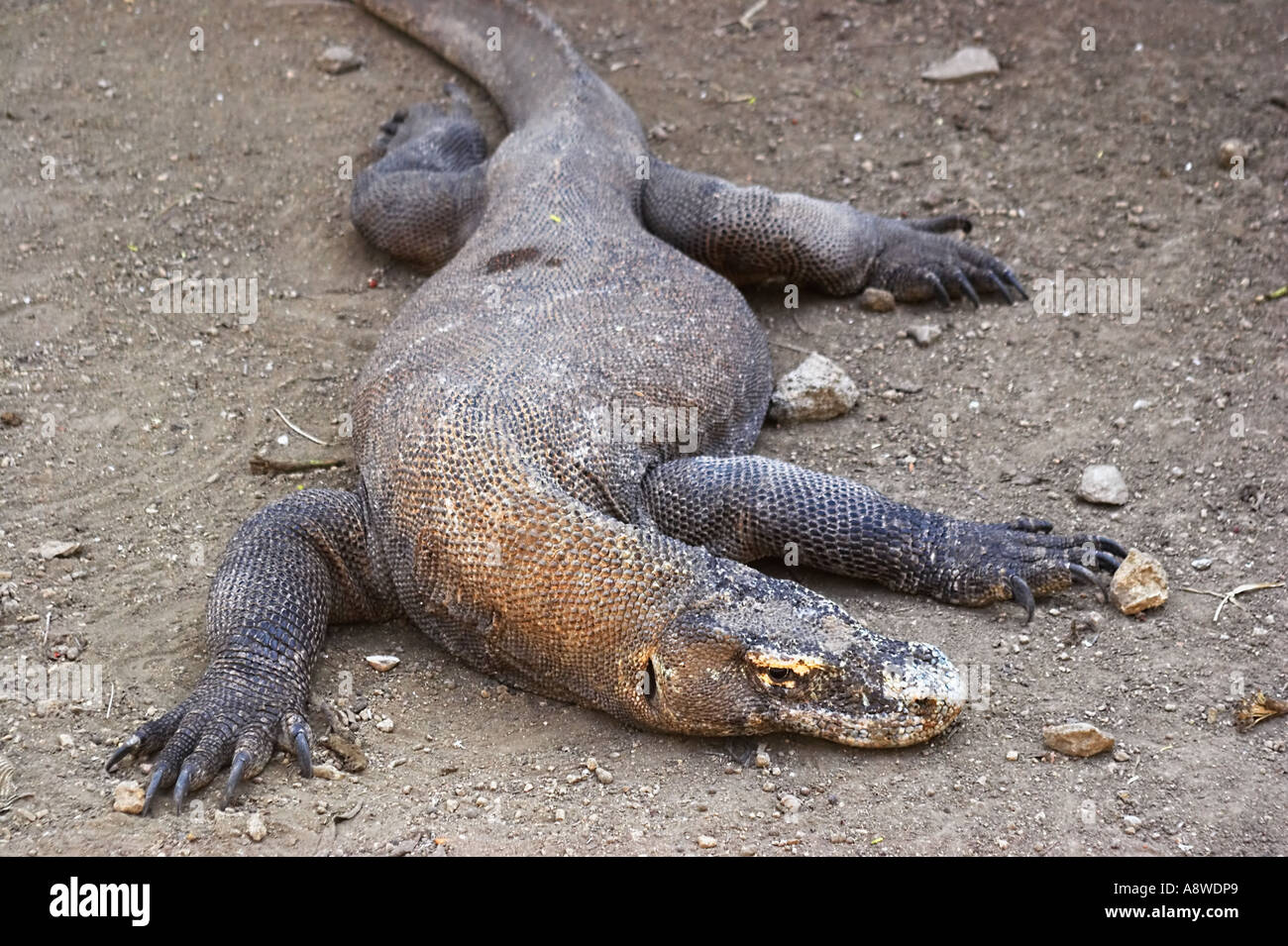 Komodo Dragon, World's Largest Lizard Stock Photo - Alamy