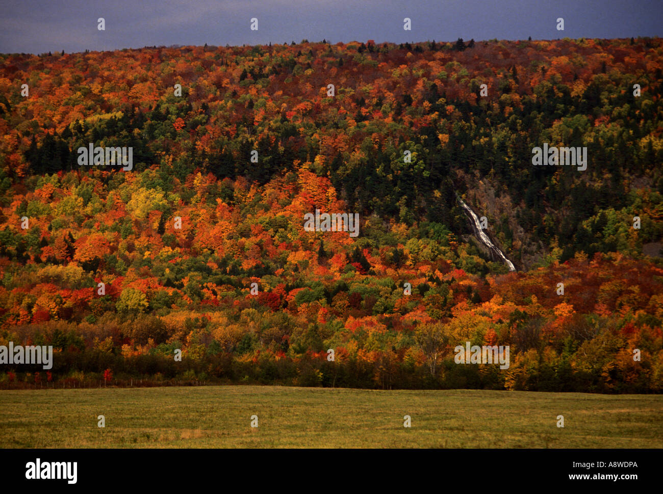 wildlife refuge, Cap Tourmente National Wildlife Reserve, Quebec ...