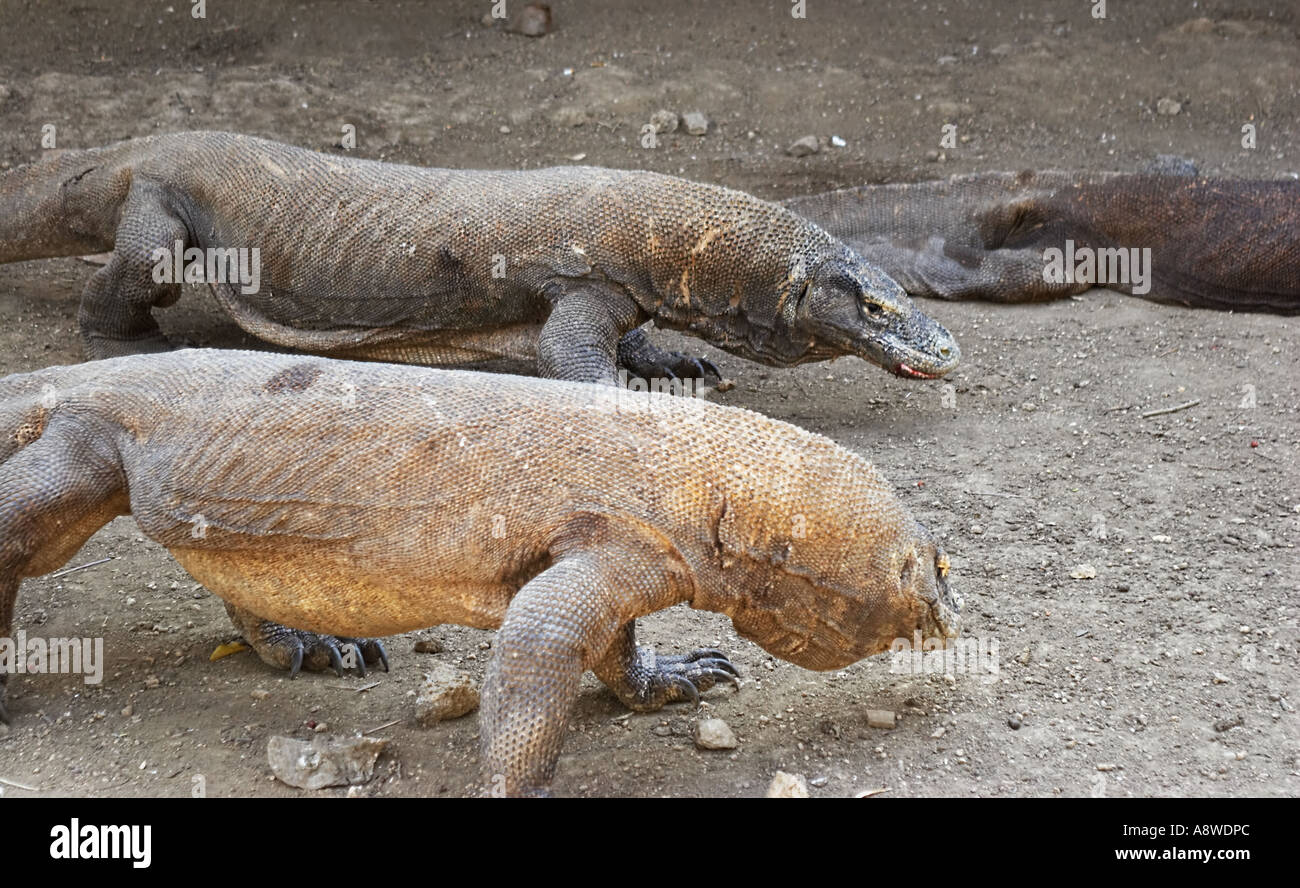 Komodo Dragons, World's Largest Lizard Stock Photo - Alamy