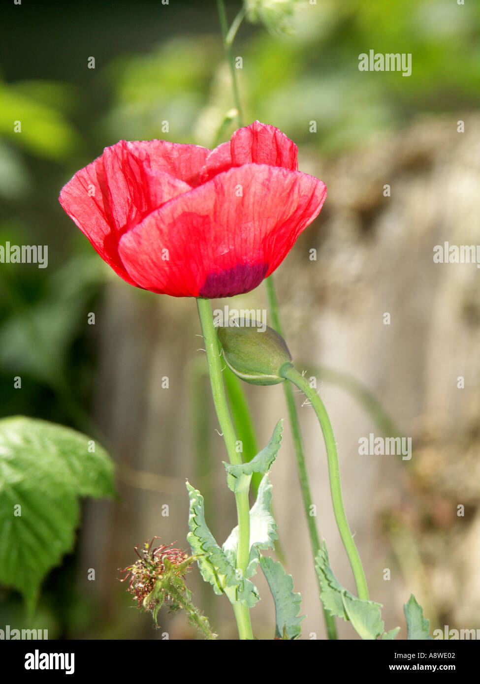 Single iconic poppy hi-res stock photography and images - Alamy