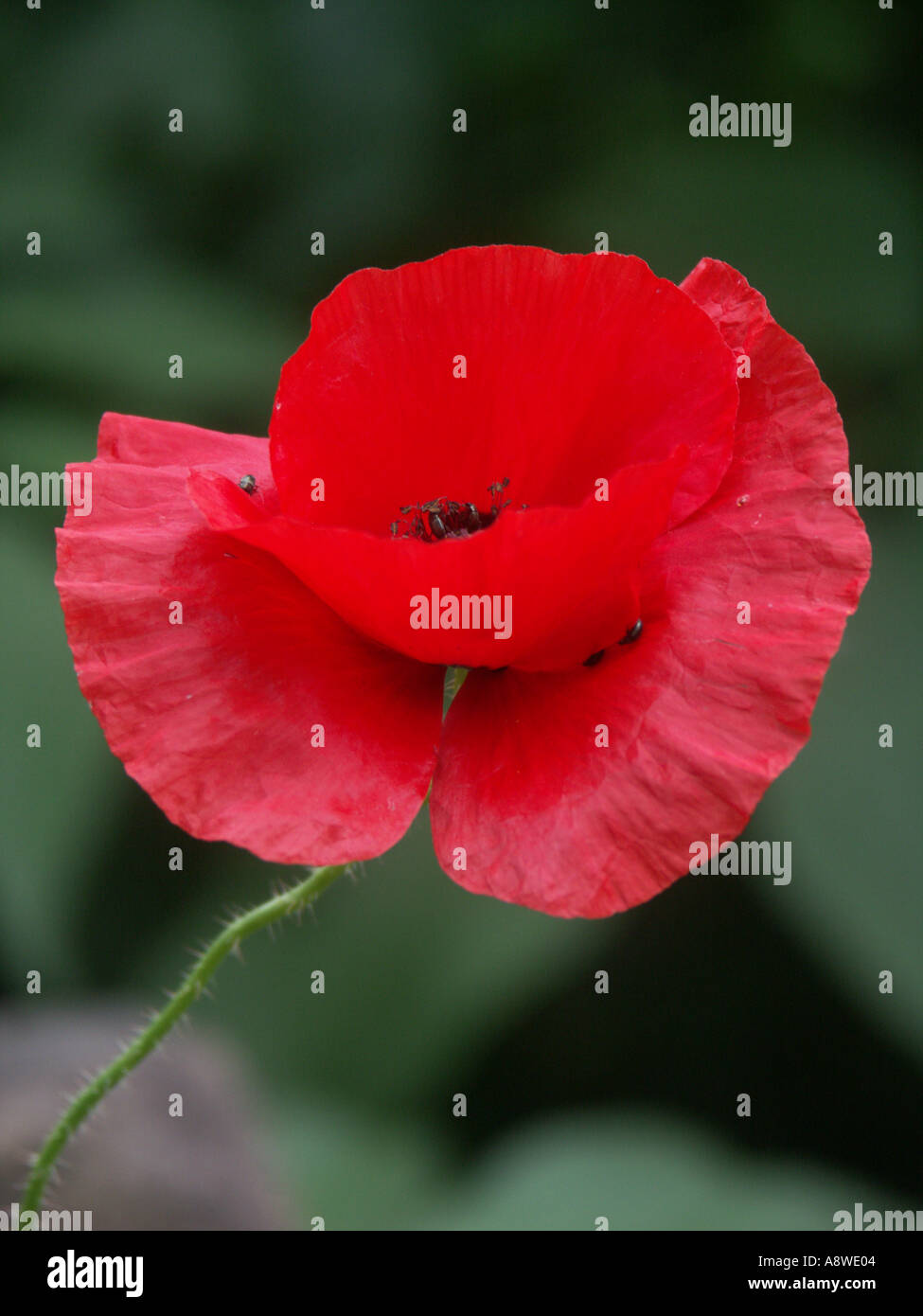 Single iconic poppy hi-res stock photography and images - Alamy