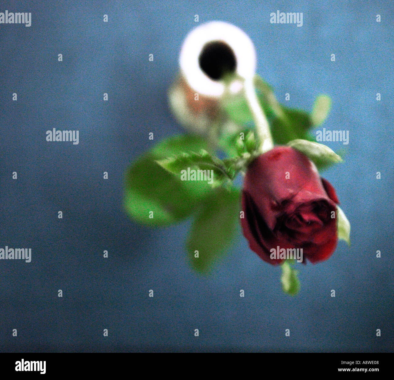 Red rose in flower pot hi-res stock photography and images - Alamy