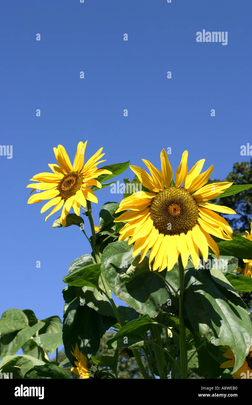 Two farmers in field sunflowers hi-res stock photography and images - Alamy