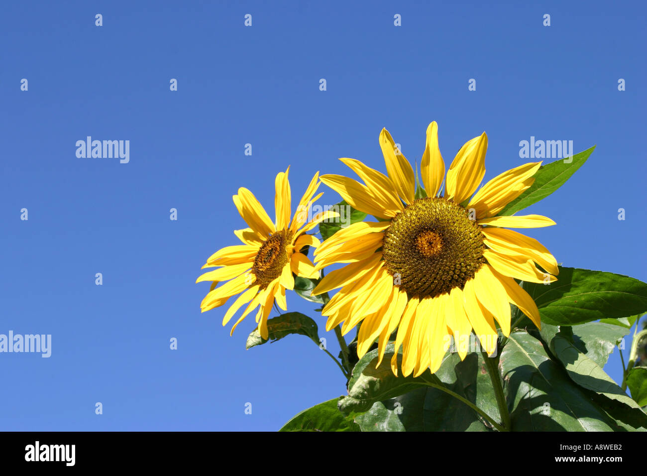 Two farmers in field sunflowers hi-res stock photography and images - Alamy