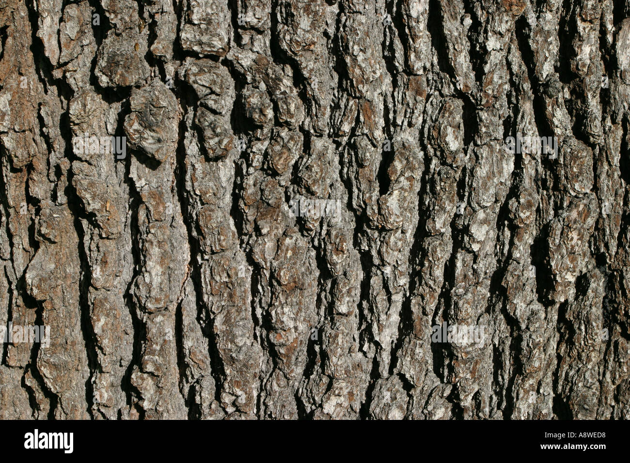 How robust and rough its growth hi-res stock photography and images - Alamy