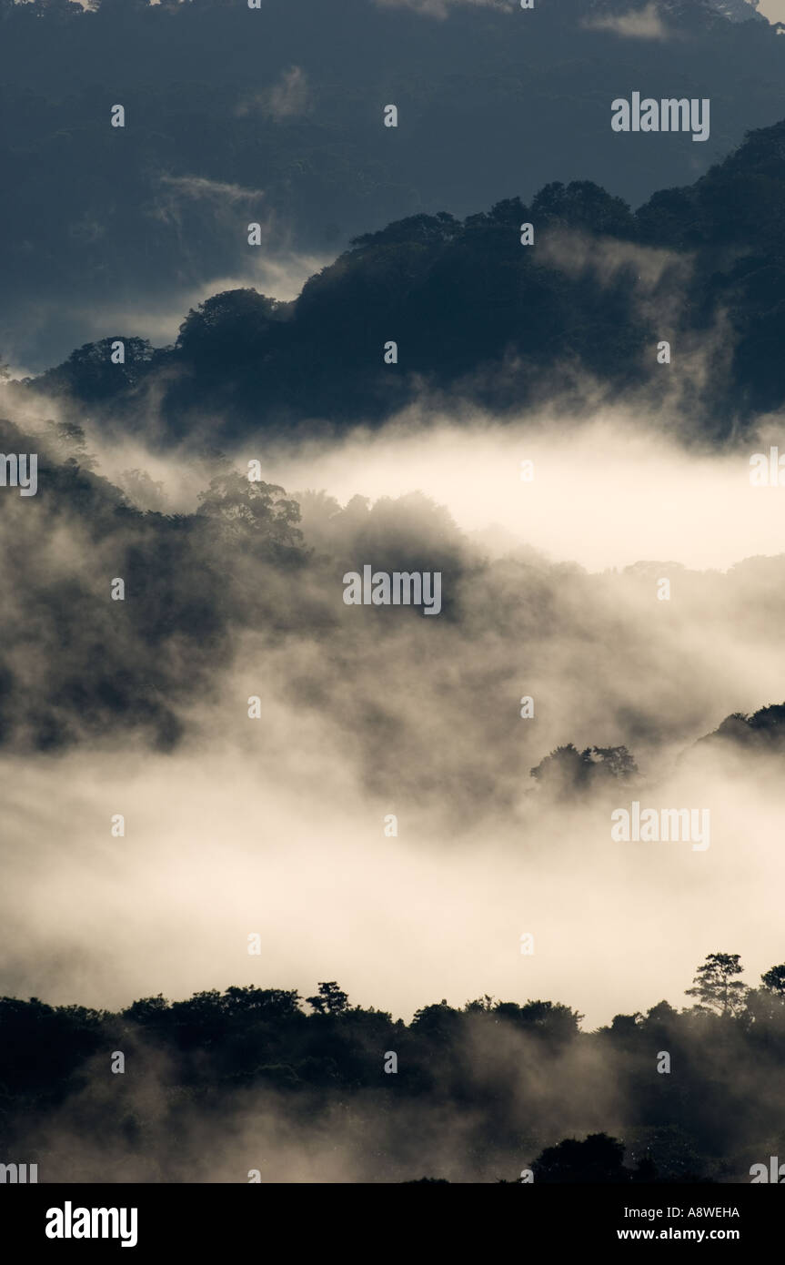 Mist shrouding lowland rainforest at dawn,viewed from Canopy Tower ...