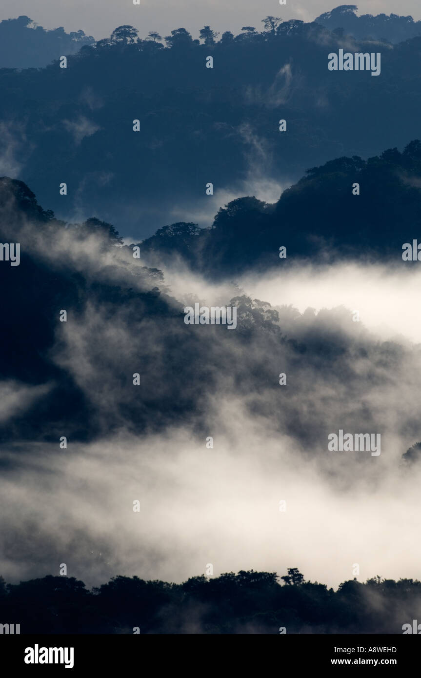 Mist shrouding lowland rainforest at dawn,viewed from Canopy Tower ...