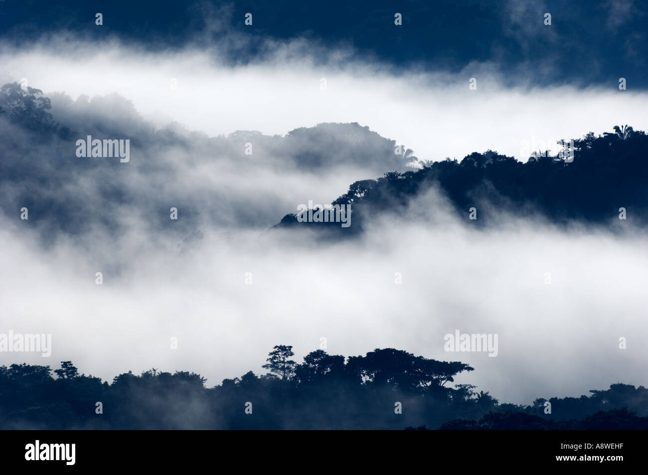 Mist shrouding lowland rainforest at dawn,viewed from Canopy Tower ...