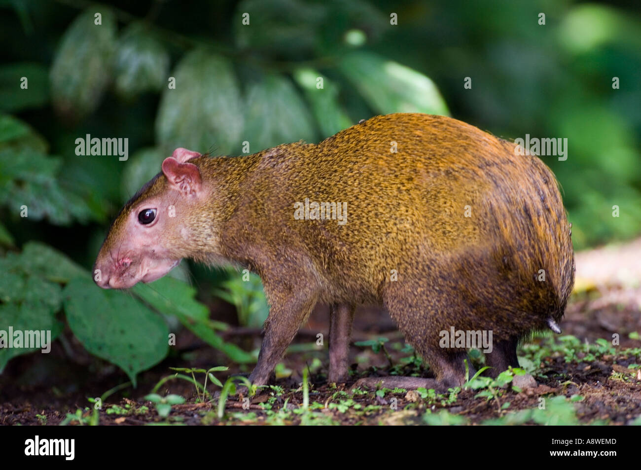 Agouti in lowland tropical rainforest, Soberiana NP Panama Stock Photo ...