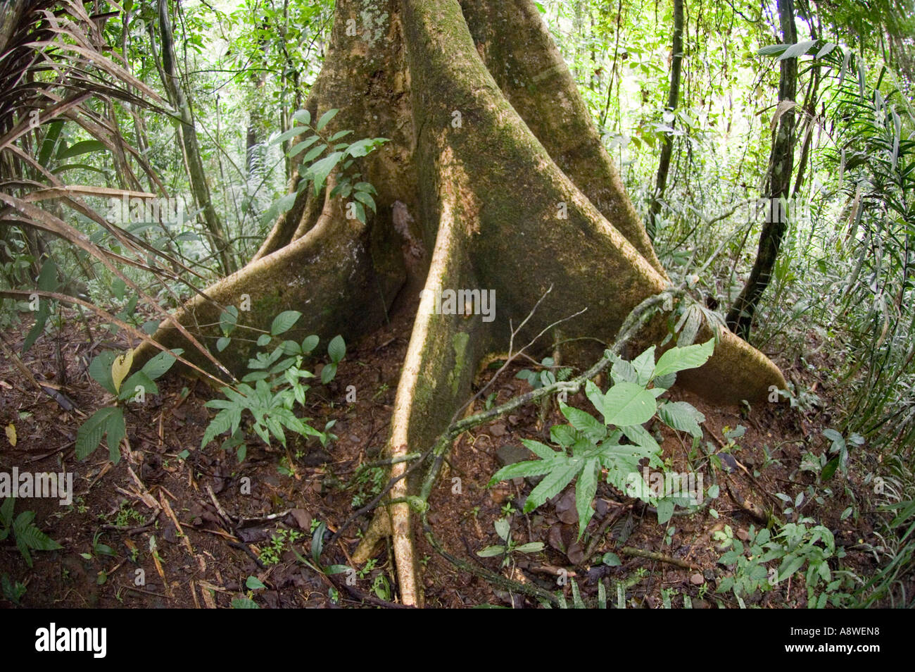 Tree buttress - emergent tree in lowland tropical rainforest Soberiana ...