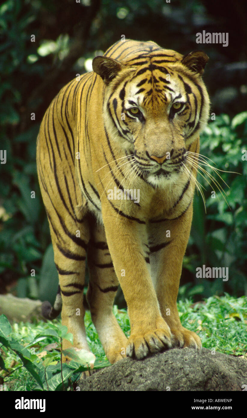 A full body view of a Sumatran tiger (Panthera tigris sumatrae) in ...