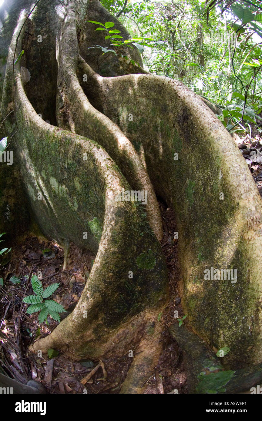 Tree buttress - emergent tree in lowland tropical rainforest Soberiana ...