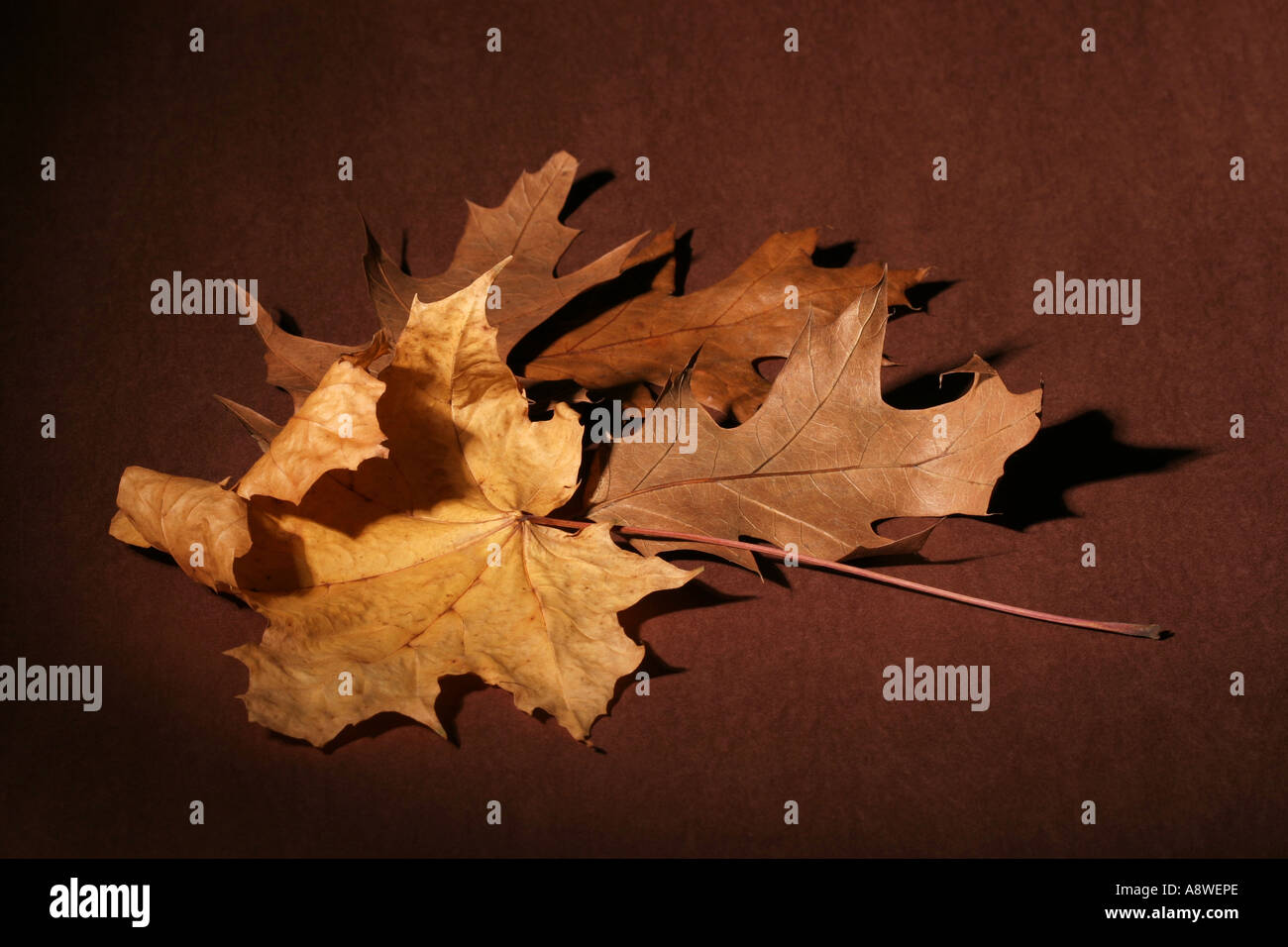 Large curling leaves hi-res stock photography and images - Alamy