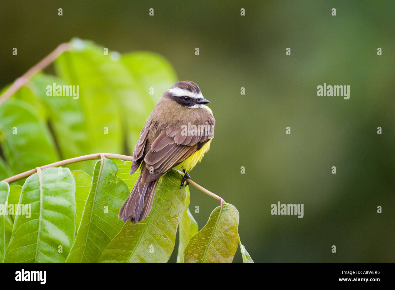 Panama flycatcher hi-res stock photography and images - Alamy