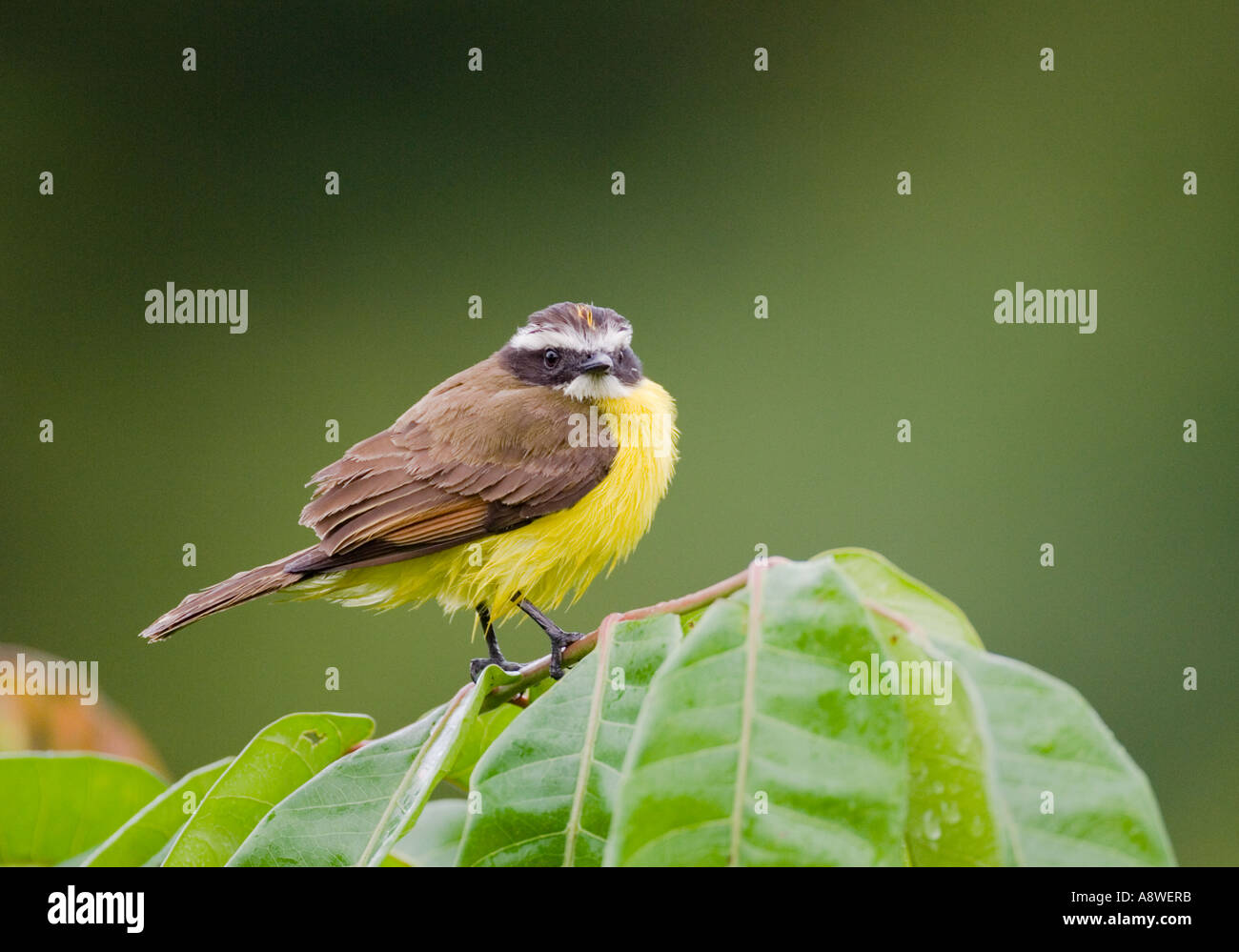 Panamanian flycatcher hi-res stock photography and images - Alamy