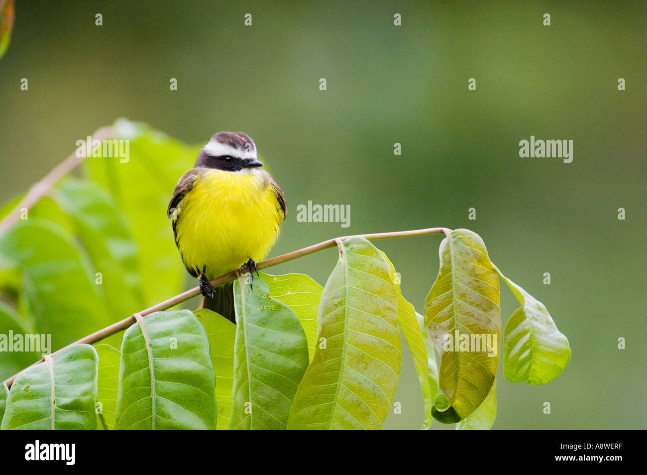 Panamanian flycatcher hi-res stock photography and images - Alamy