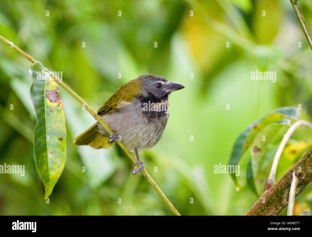Saltator species hi-res stock photography and images - Alamy