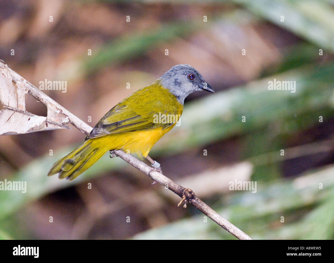 Ant tanagers hi-res stock photography and images - Alamy
