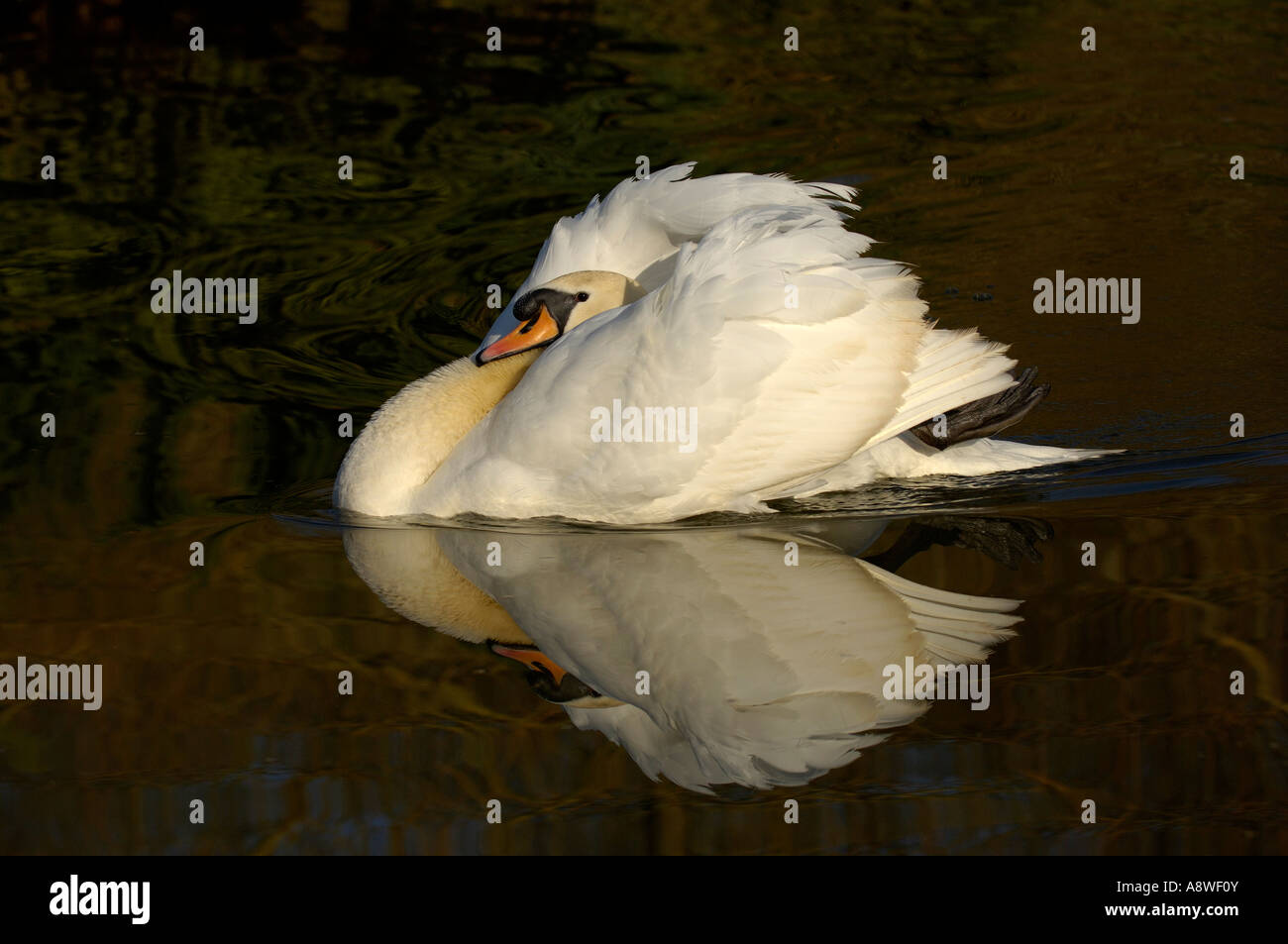 Mute Swan Cygnus olor Oxfordshire UK male cob swimming with reflection ...