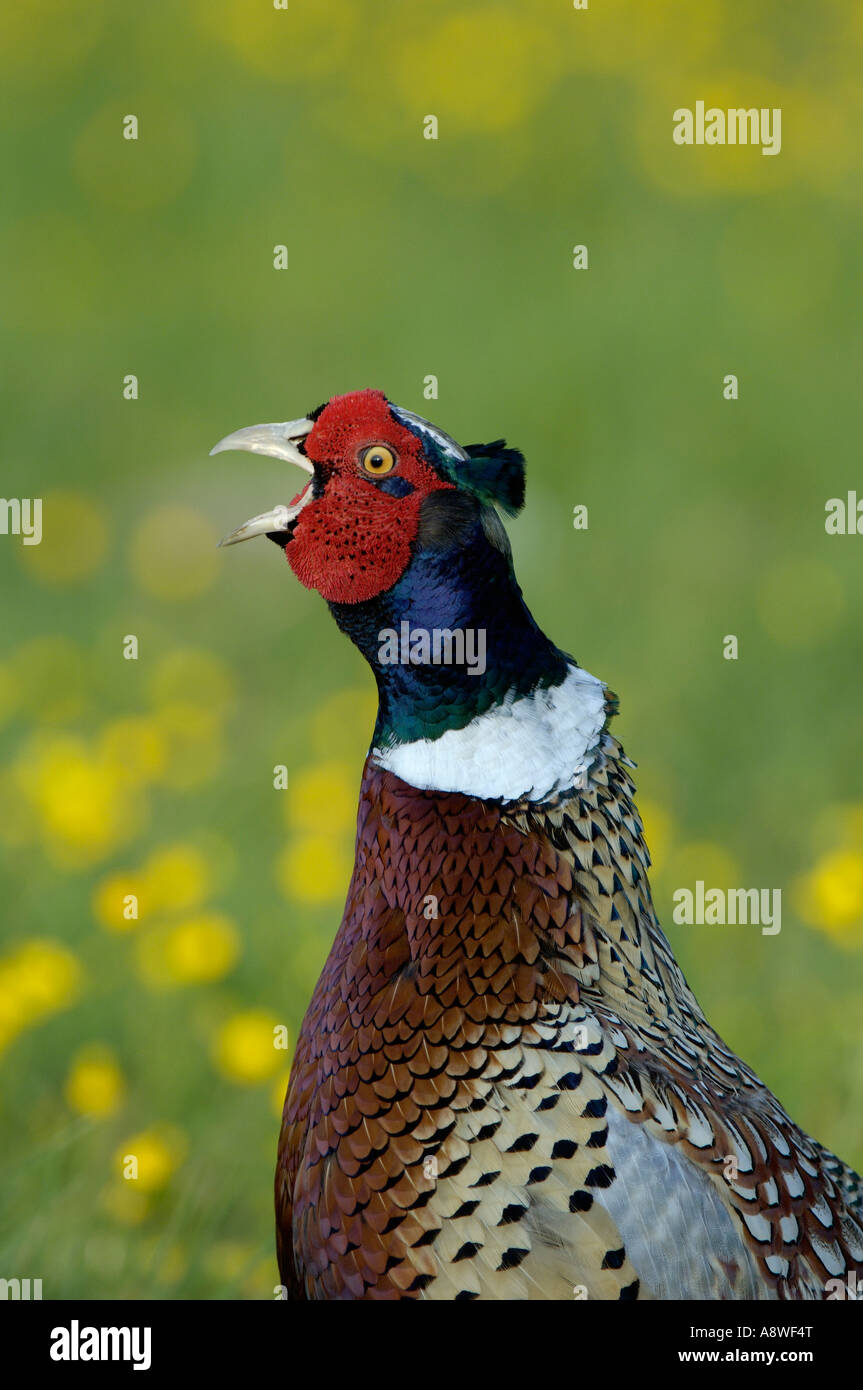 Common or Ring necked Pheasant Phasianus colchicus Oxfordshire UK male ...