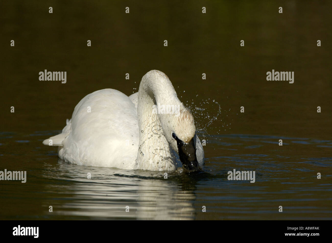 Trumpeter Swan Cygnus buccinator feeding at water surface Stock Photo ...