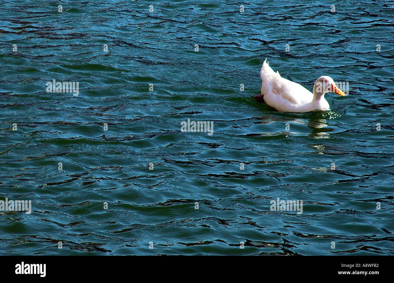 SUB90608 One single white bird domestic duck with pink beak swimming in ...
