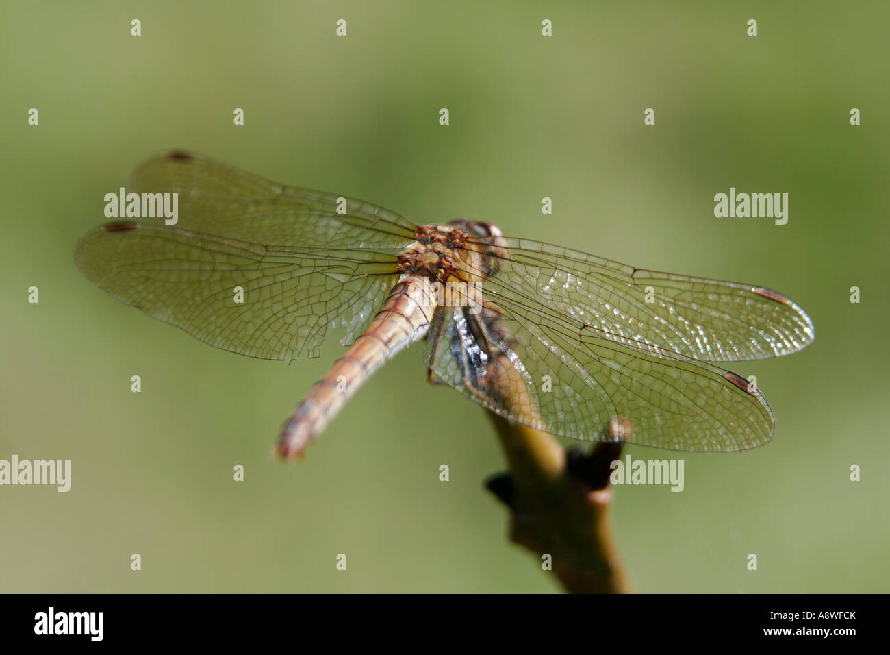 DRAGONFLY RESTING ON A BRANCH Stock Photo - Alamy
