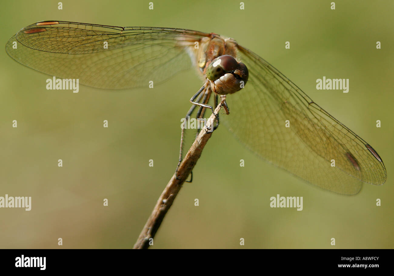 Flying with twig hi-res stock photography and images - Alamy