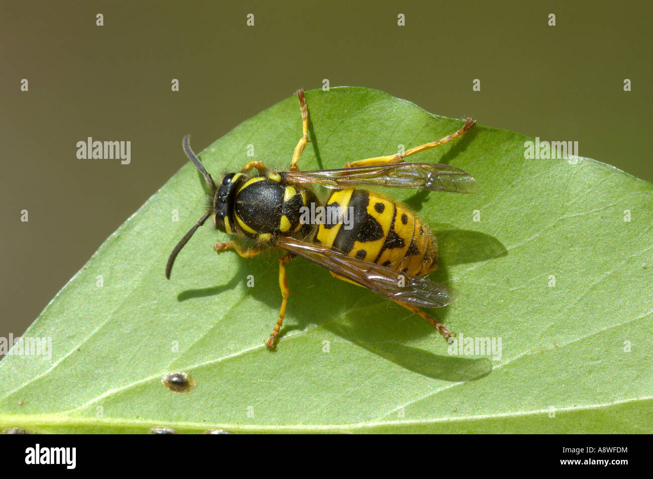 Common Wasp Vespula vulgaris Oxfordshire UK rseting on leaf Stock Photo ...